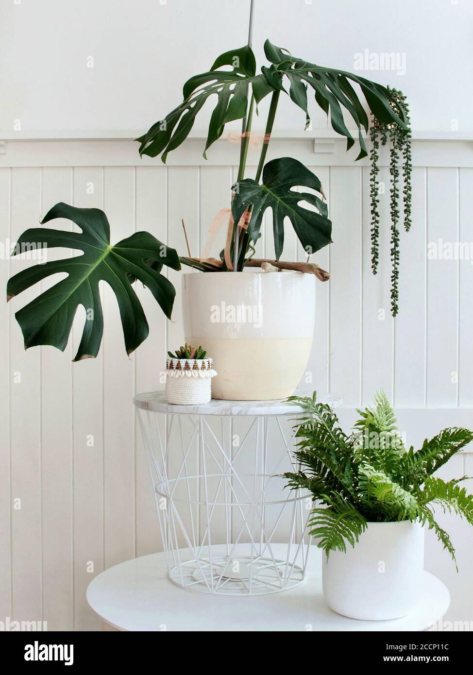 monstera plant in white pot in white room with small potted house ...