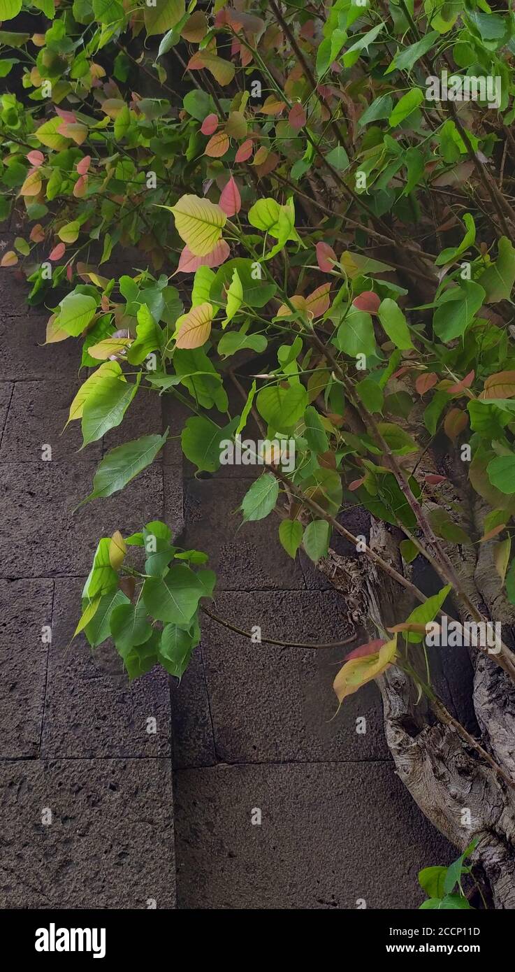 Ashvattha tree hi-res stock photography and images - Alamy