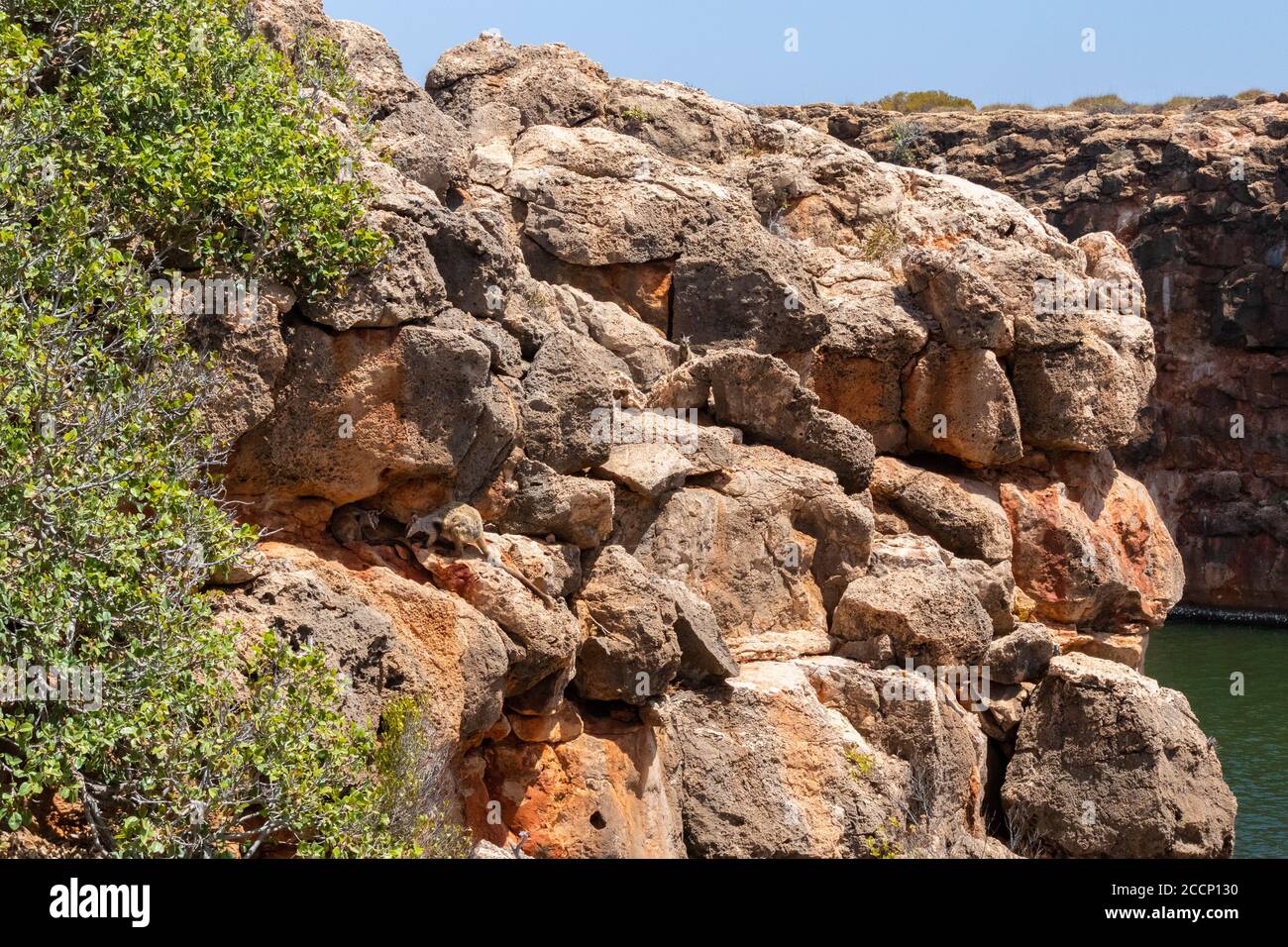 Couple of rock wallabies hiding at the creek between the rocks with ...