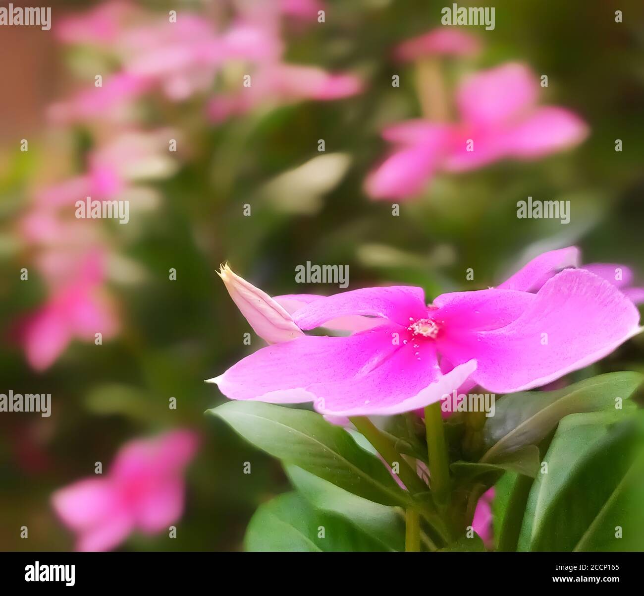 Periwinkle indian plant hi-res stock photography and images - Alamy