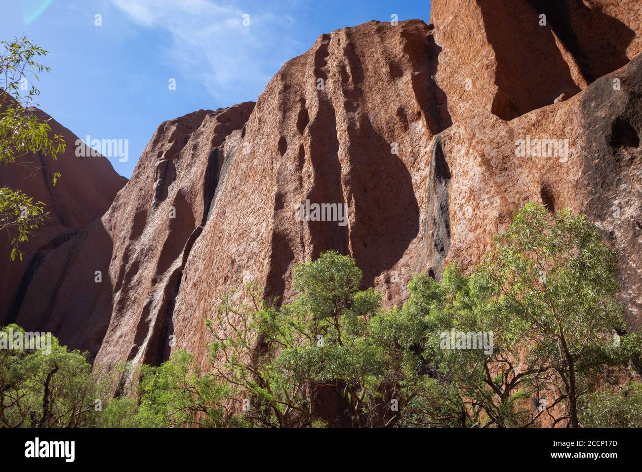 Vertical conglomerate wall of sacred Mount Uluru with trees at the base ...