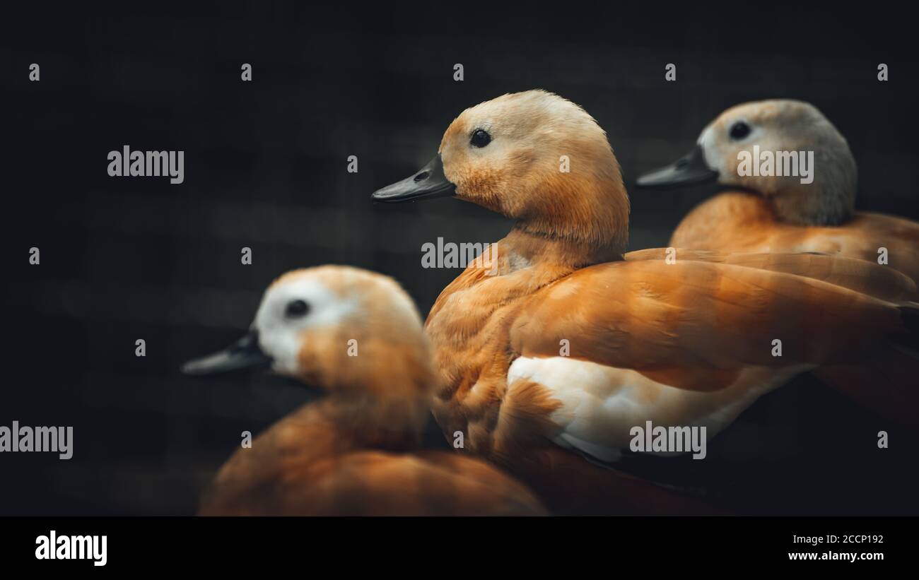 Cute three red holland duck stand together looking in the same ...