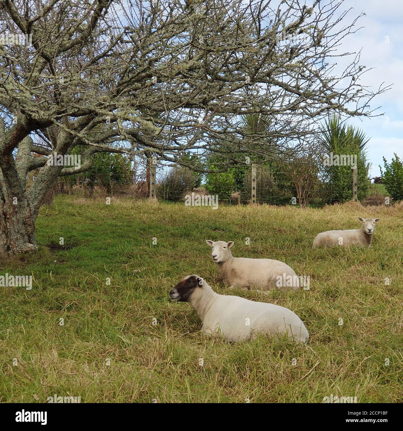 farm sheep sitting on grass paddock with trees Stock Photo - Alamy