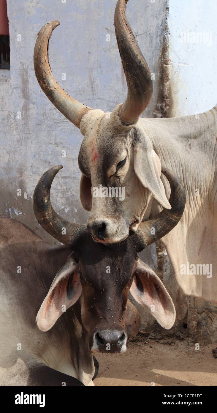 two Indian cows close together on the street in India Stock Photo - Alamy