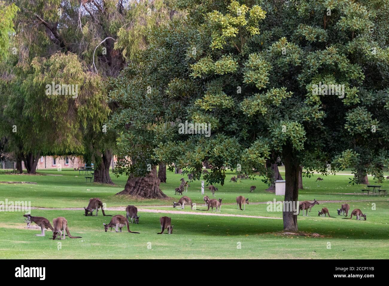 Large group of kangaroos in the afternoon eating grass under the shade ...