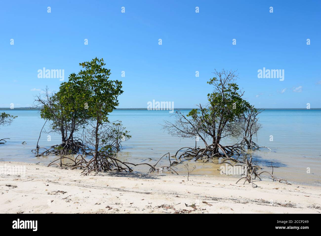 Coastal Mangrove in Garig Gunak Barlu National Park, Cobourg Peninsula ...