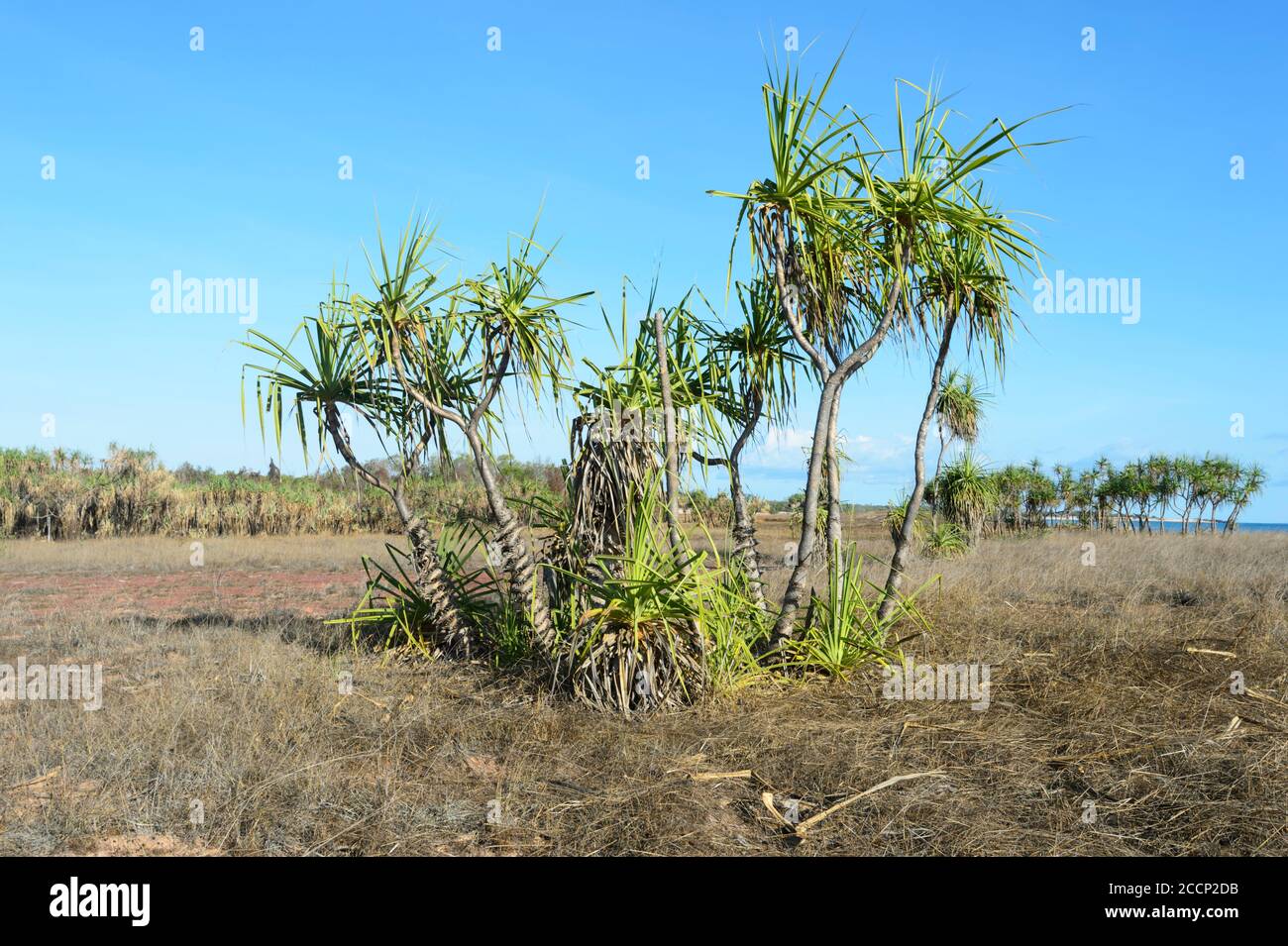 A clump of Pandanus (Pandanus spiralis), Garig Gunak Barlu National ...