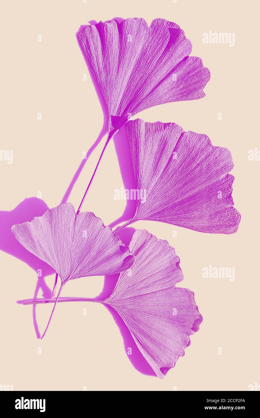Ginkgo biloba leaves toned in pink magenta color. Natural Creative ...