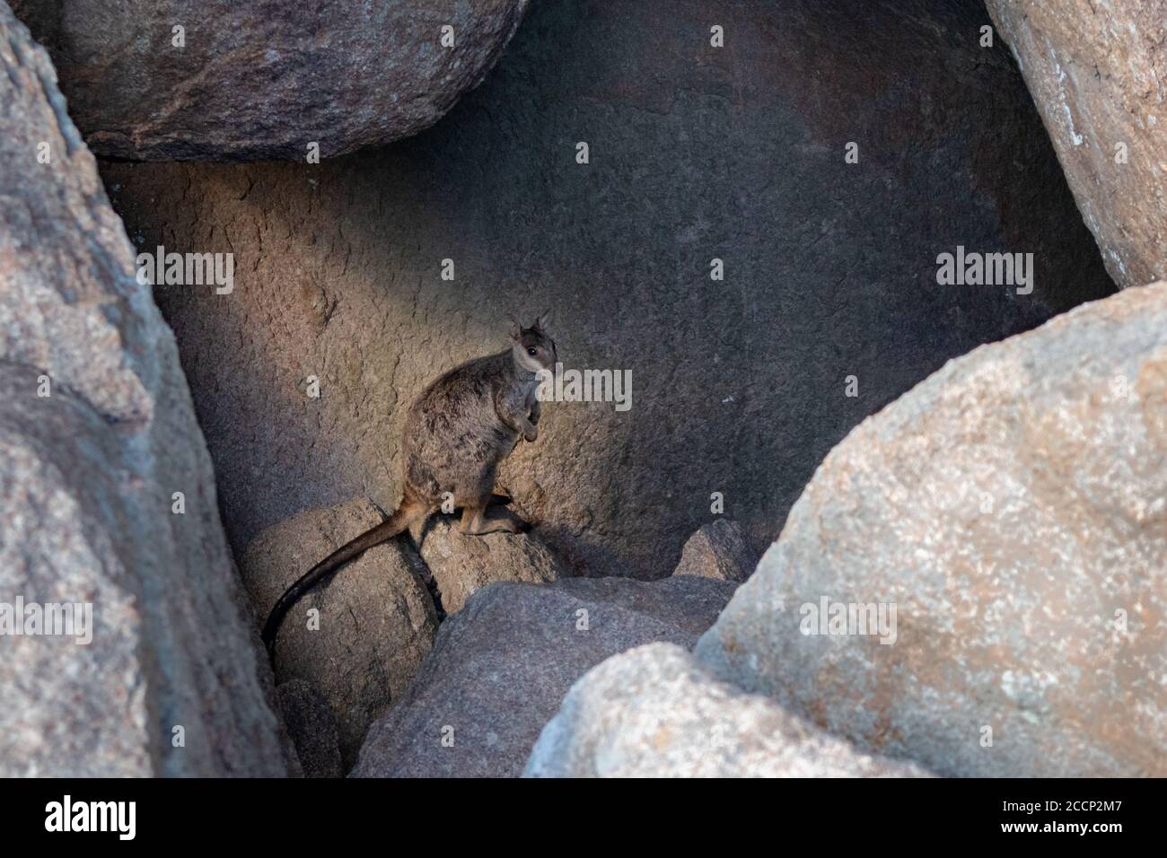 Elusive shy rock wallaby hiding among rocks, in the shade. Full body ...