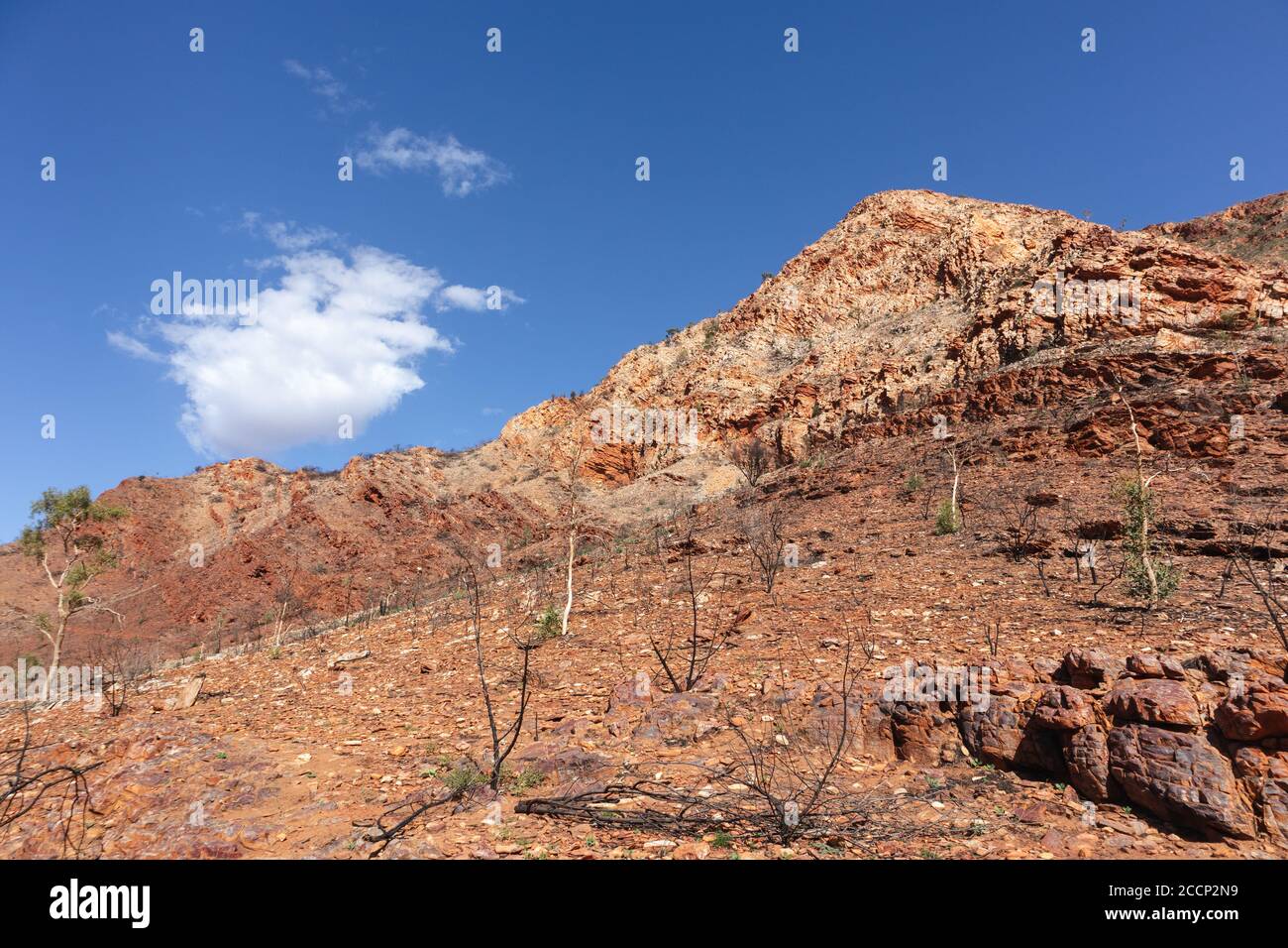 Ghost gum tree walk. Dry trees on the orange soil. No people. Vivid ...