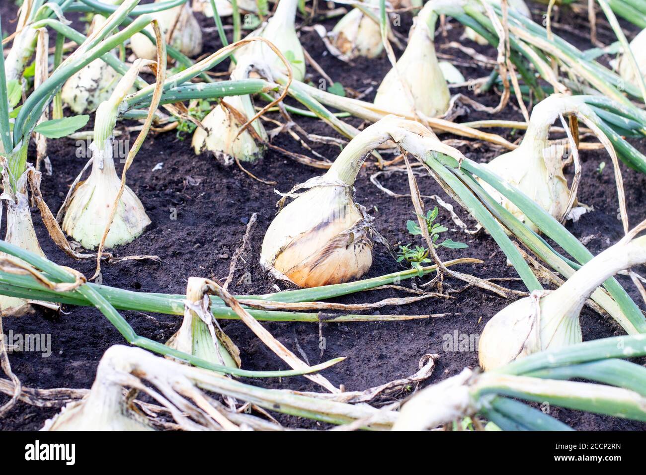 Fresh harvest of onion plants row growing on field garden Stock Photo ...