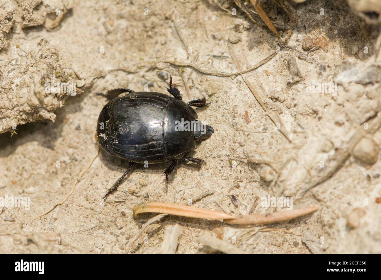 Hister clown beetle (Margarinotus striola Stock Photo - Alamy
