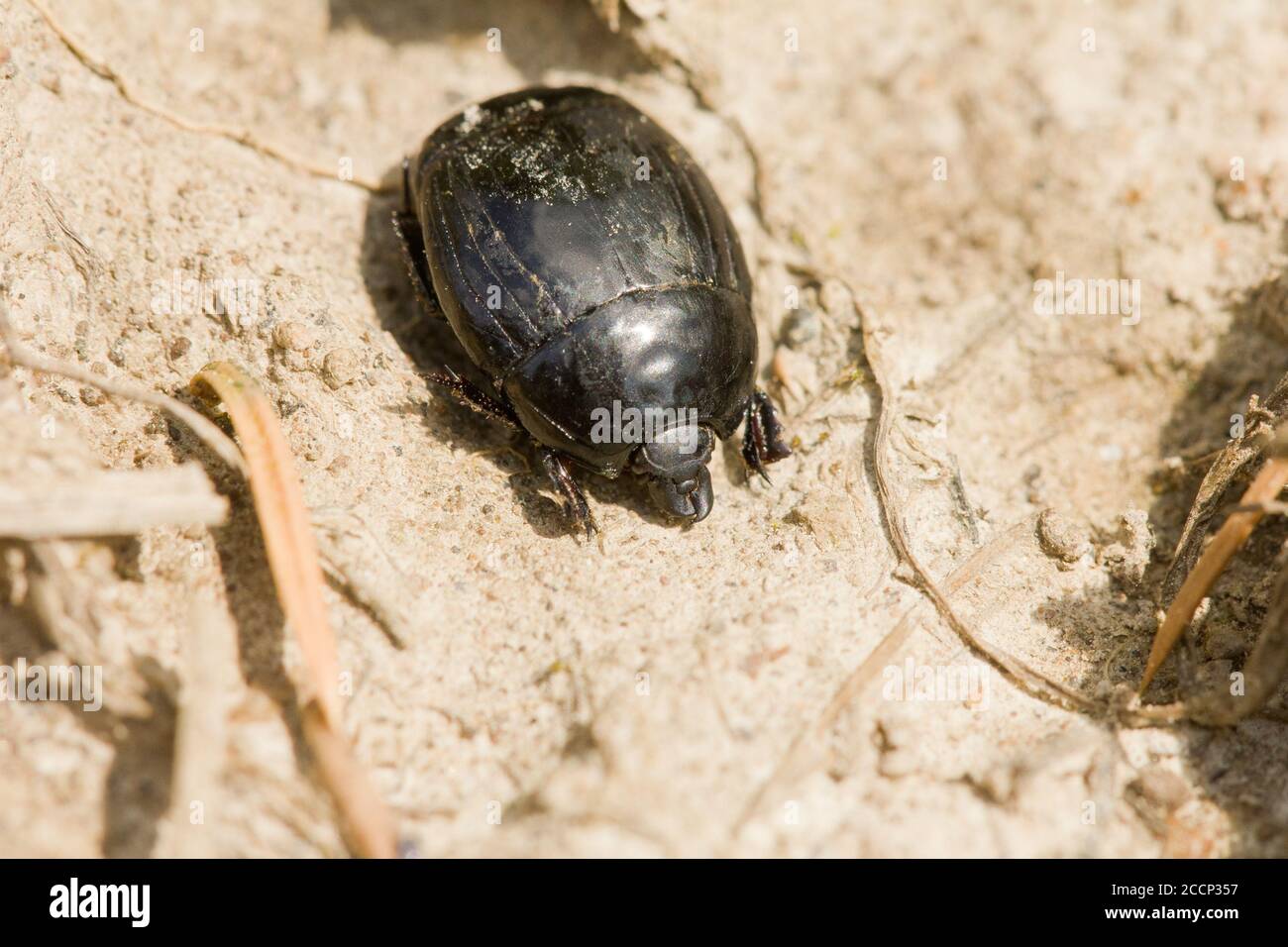 Hister clown beetle (Margarinotus striola Stock Photo - Alamy