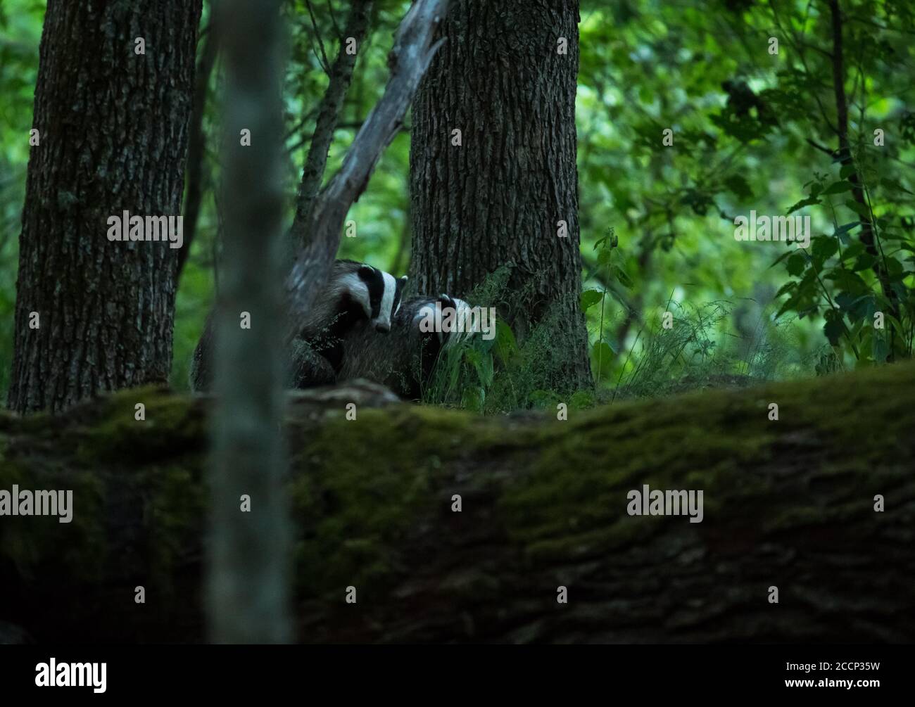 A pair of mating badgers outside their nest burrow in a forest, Finland ...