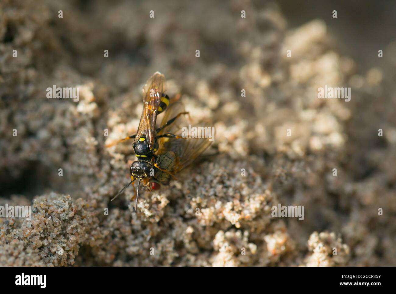 Field digger wasp with fly prey (Mellinus arvensis Stock Photo - Alamy