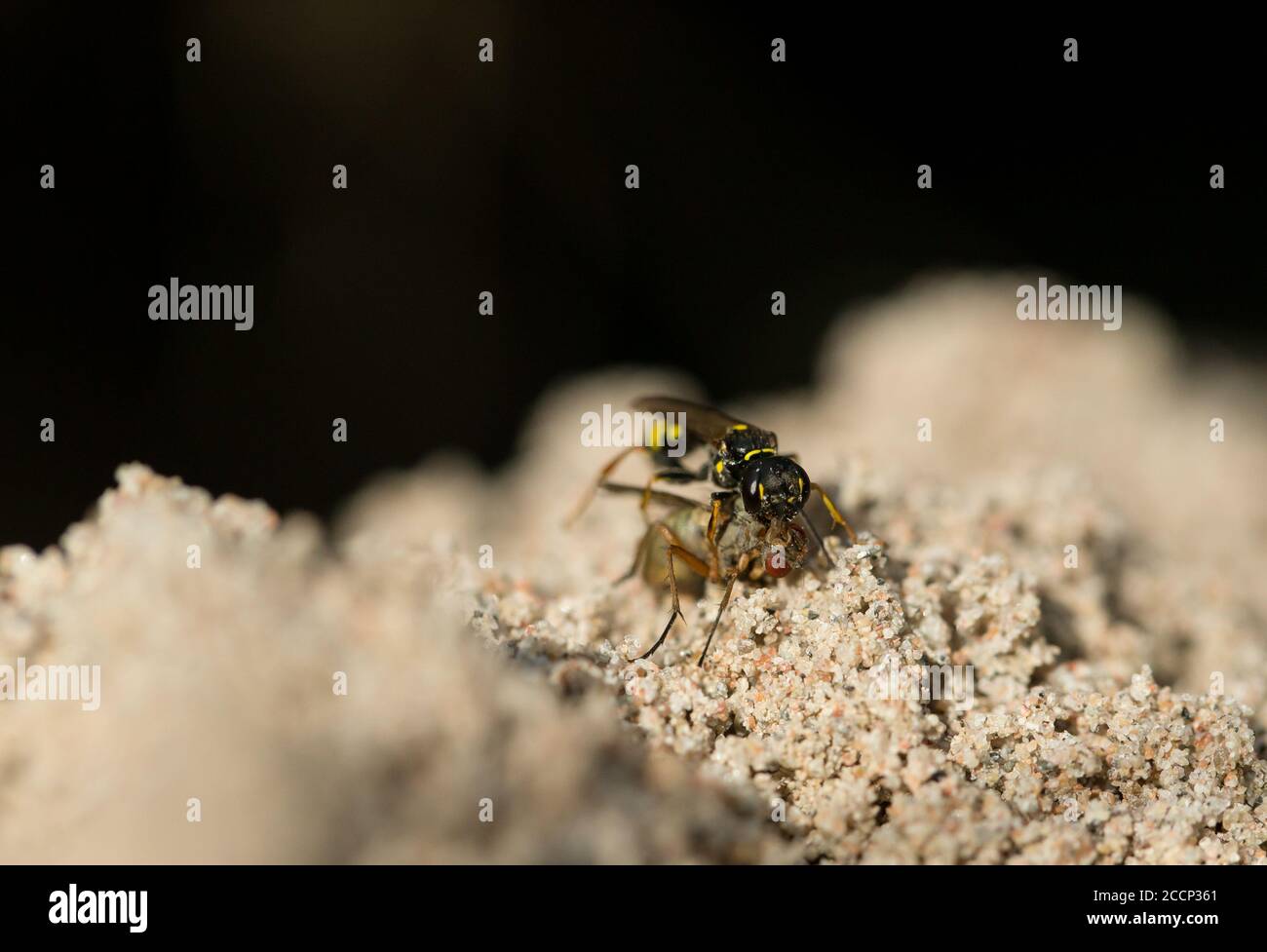 Field digger wasp with fly prey (Mellinus arvensis Stock Photo - Alamy