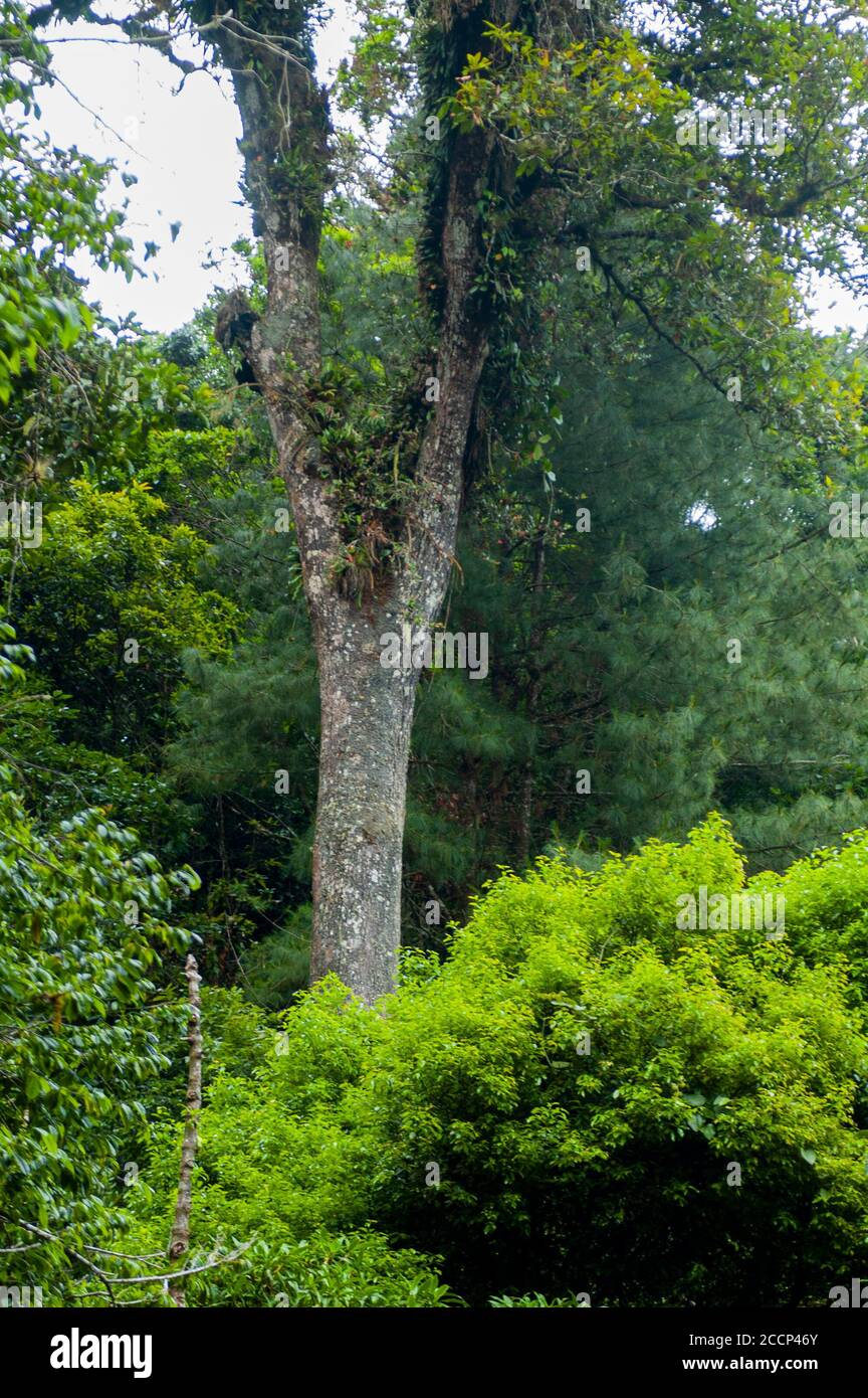 Mountains in Guatemala full of trees and green space, a natural reserve ...