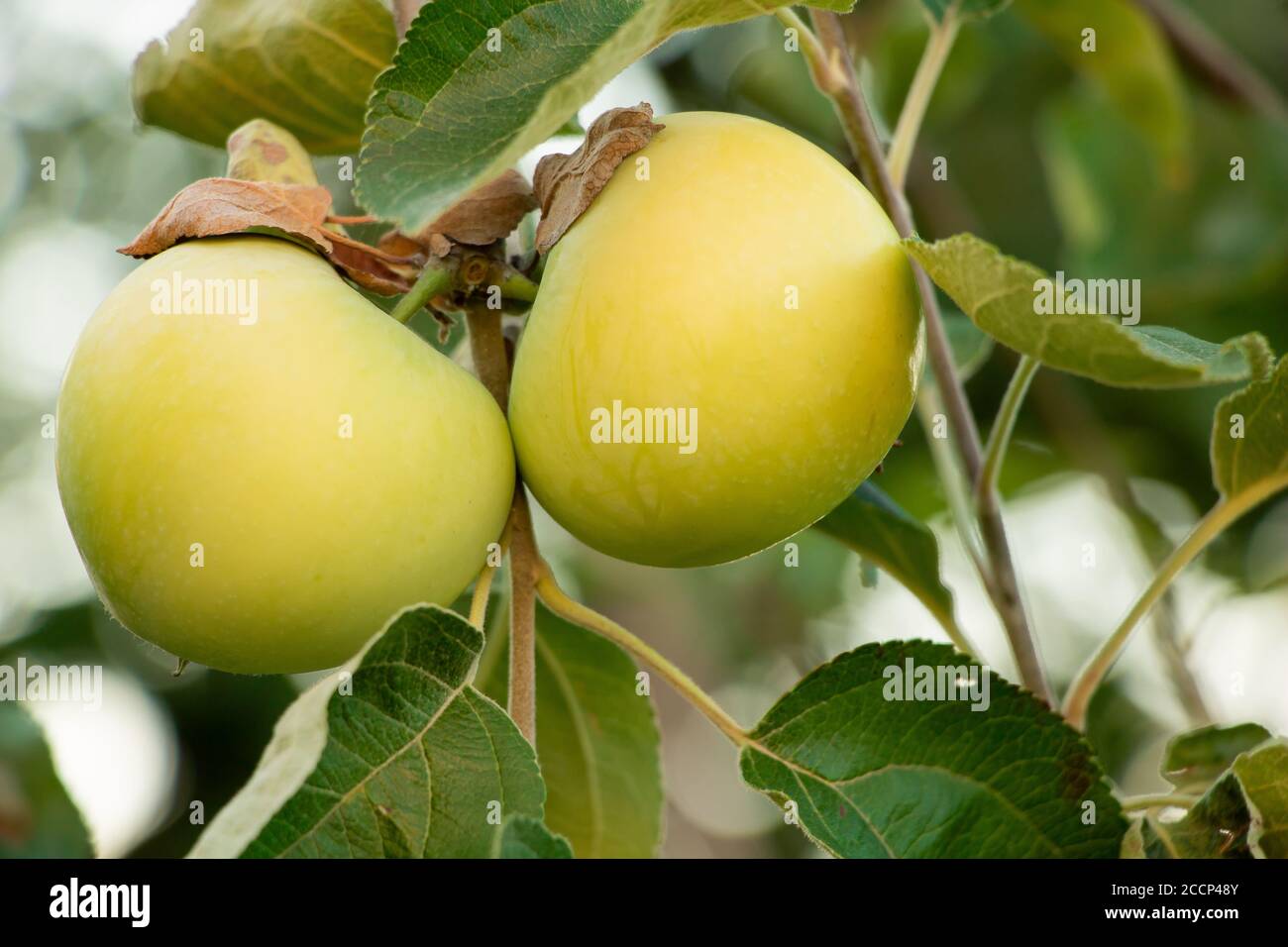 Benefits of apples hi-res stock photography and images - Alamy