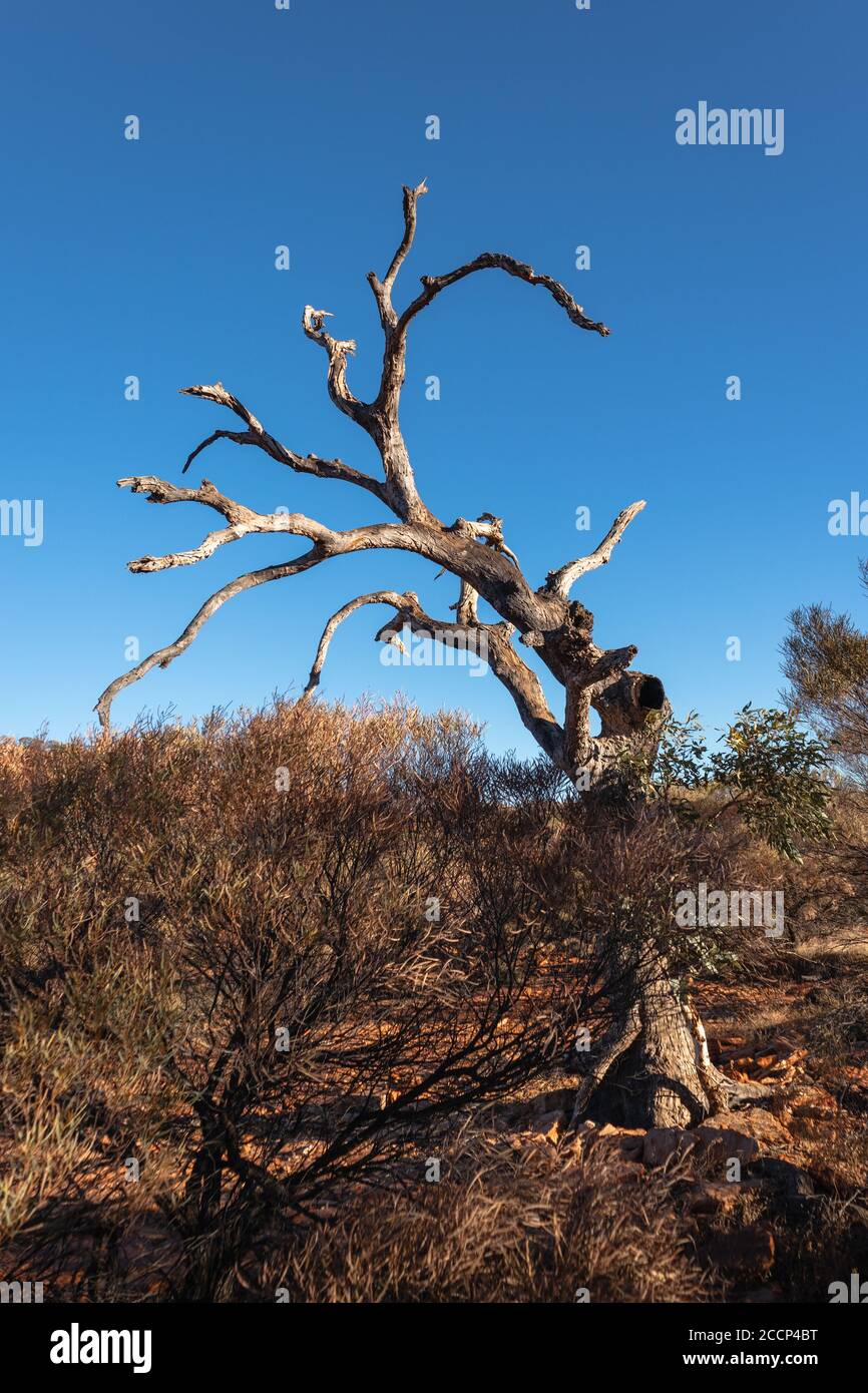 Dry tree surrounded by bush and local vegetation at Kings Canyon ...