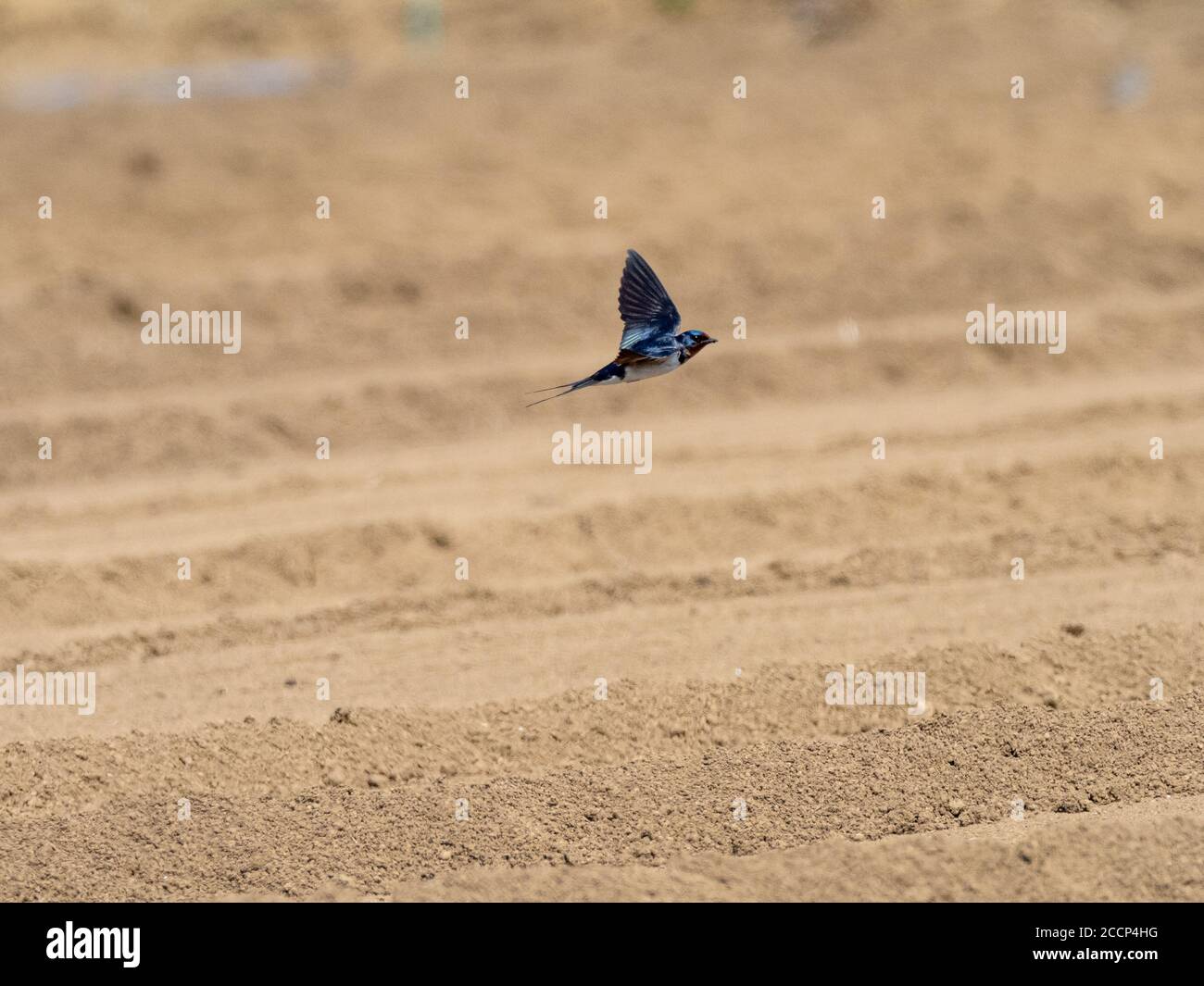 Barn swallow over field hi-res stock photography and images - Alamy