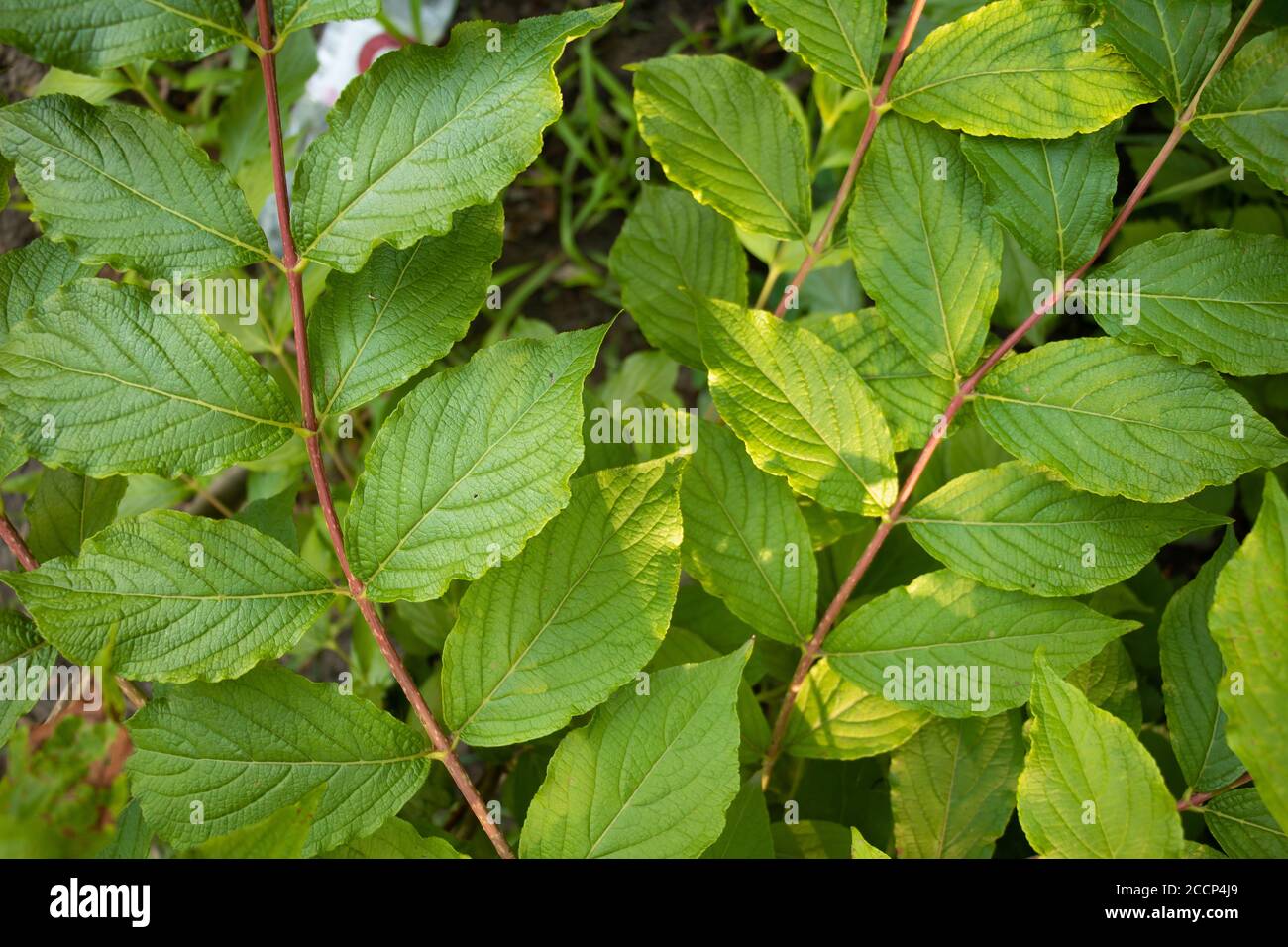 Cornelian cherry - Cornus mas. with beautiful and lush leaves Stock ...