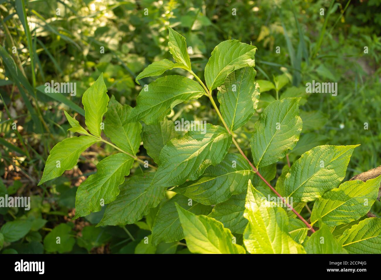 Cornelian cherry - Cornus mas. with beautiful and lush leaves Stock ...