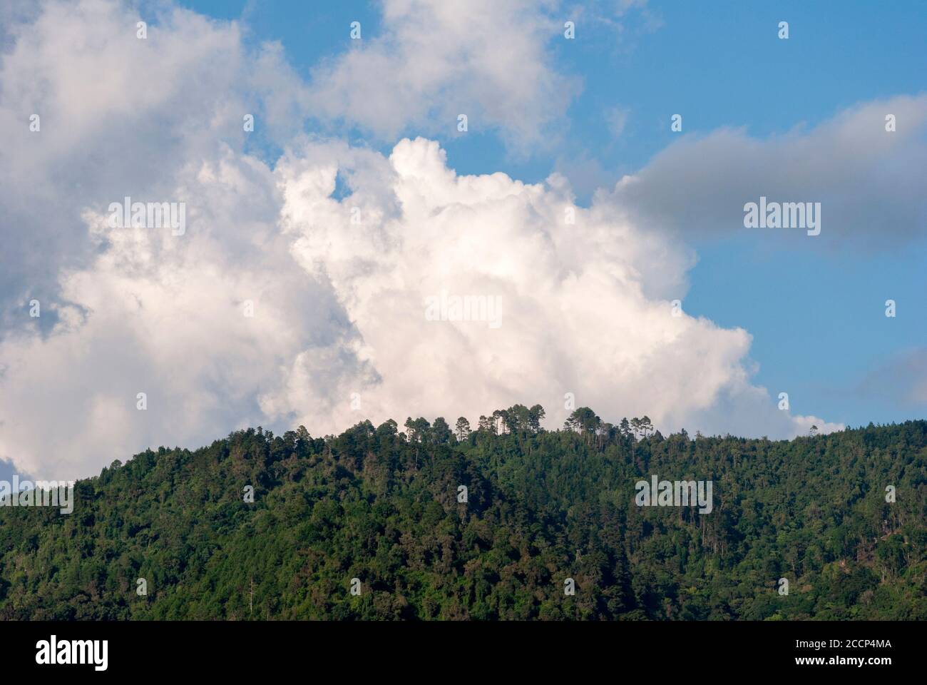 Aerial view of dense tropical cloud forest in Central America ...