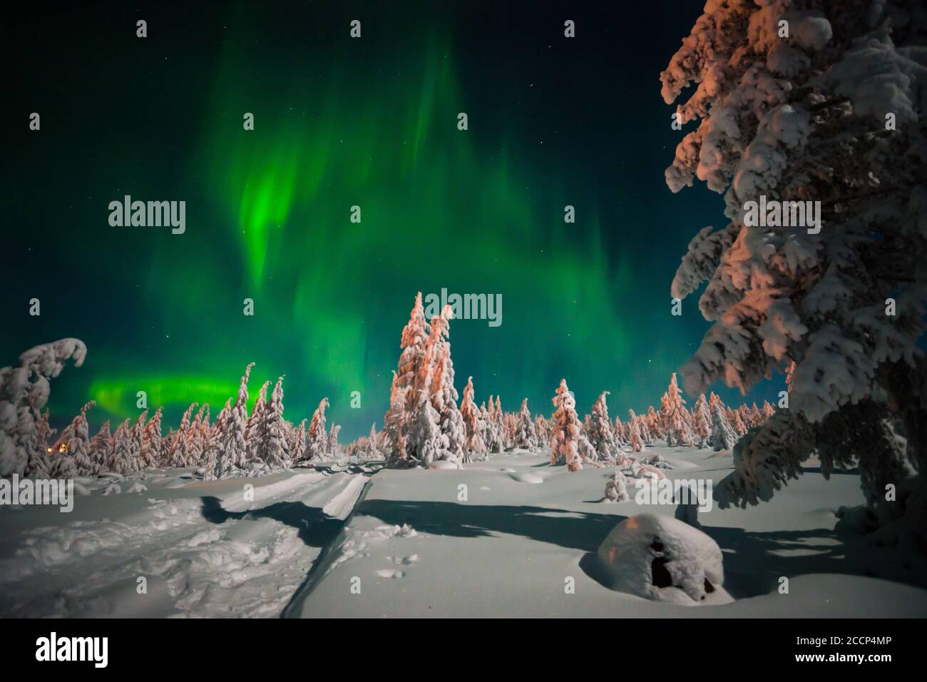 Northern Lights - Aurora borealis over snow-covered forest. Beautiful ...
