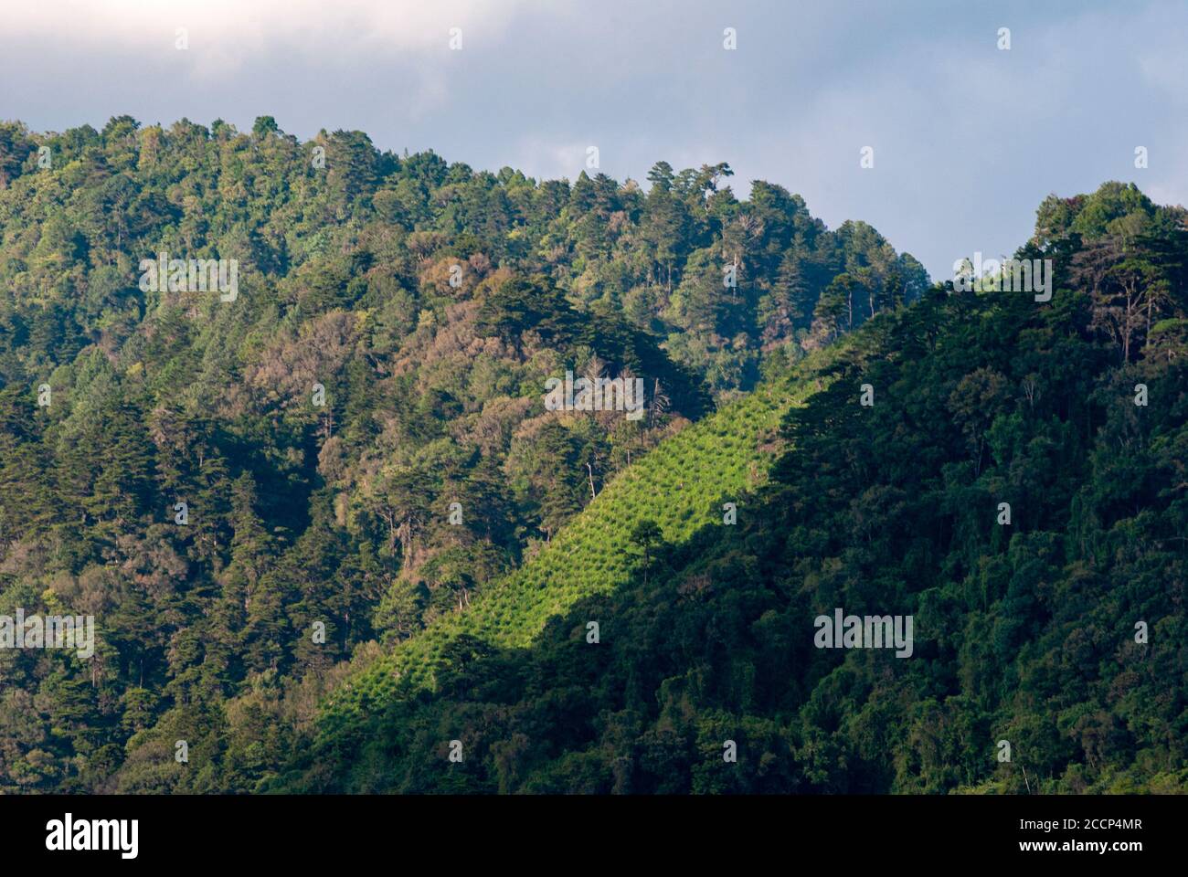 Aerial view of dense tropical cloud forest in Central America ...