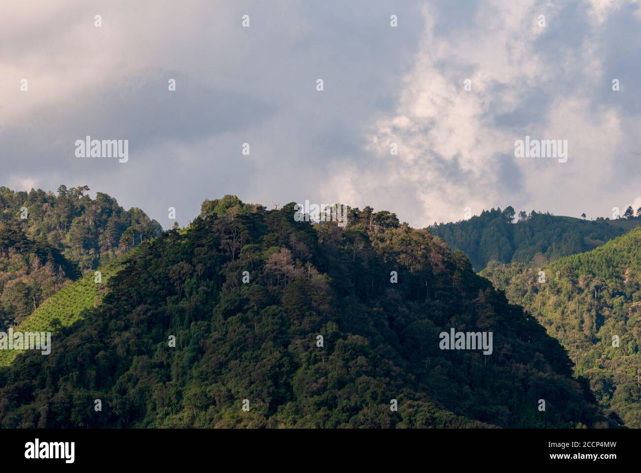Aerial view of dense tropical cloud forest in Central America ...