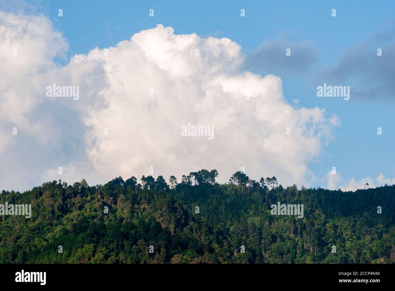 Aerial view of dense tropical cloud forest in Central America ...