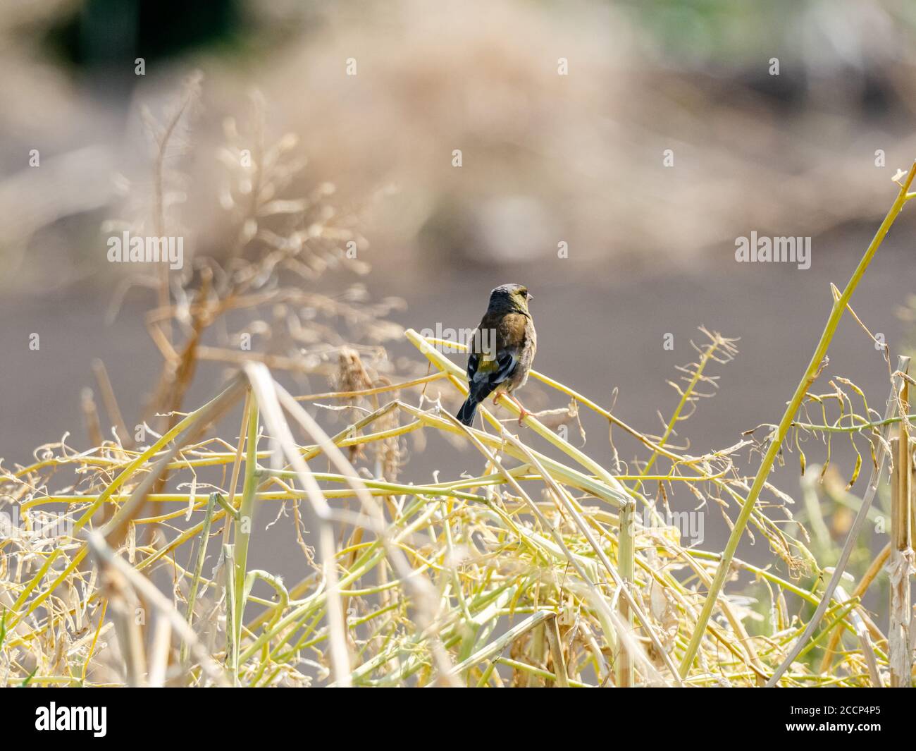 A gray-capped greenfinch, also called an oriental greenfinch, Chloris ...