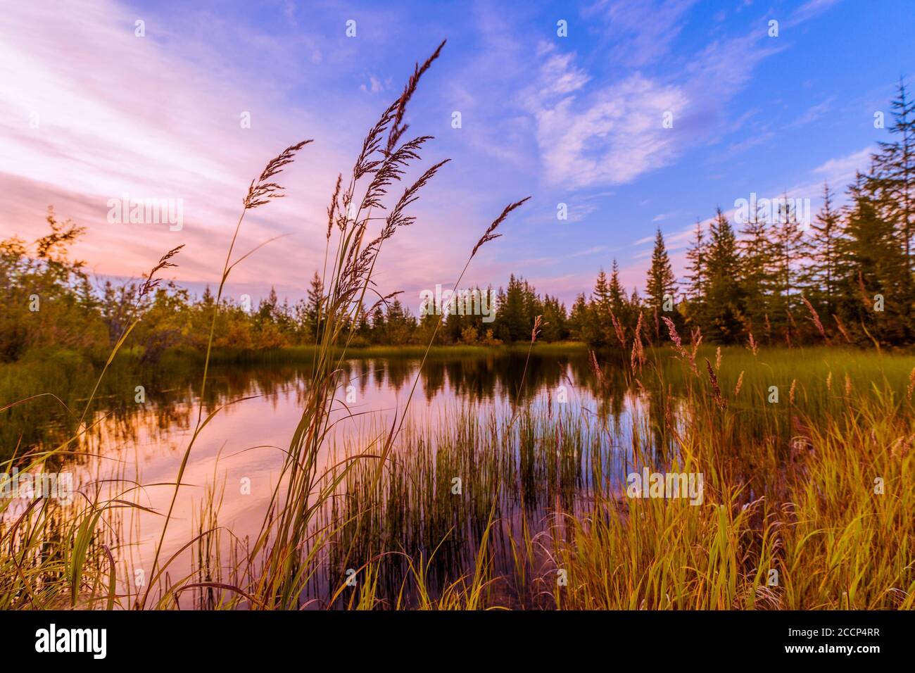 Amazing summer landscape forest river hi-res stock photography and ...