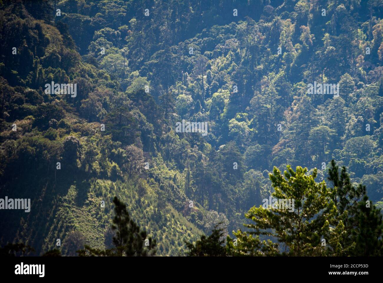 Aerial view of dense tropical cloud forest in Central America ...
