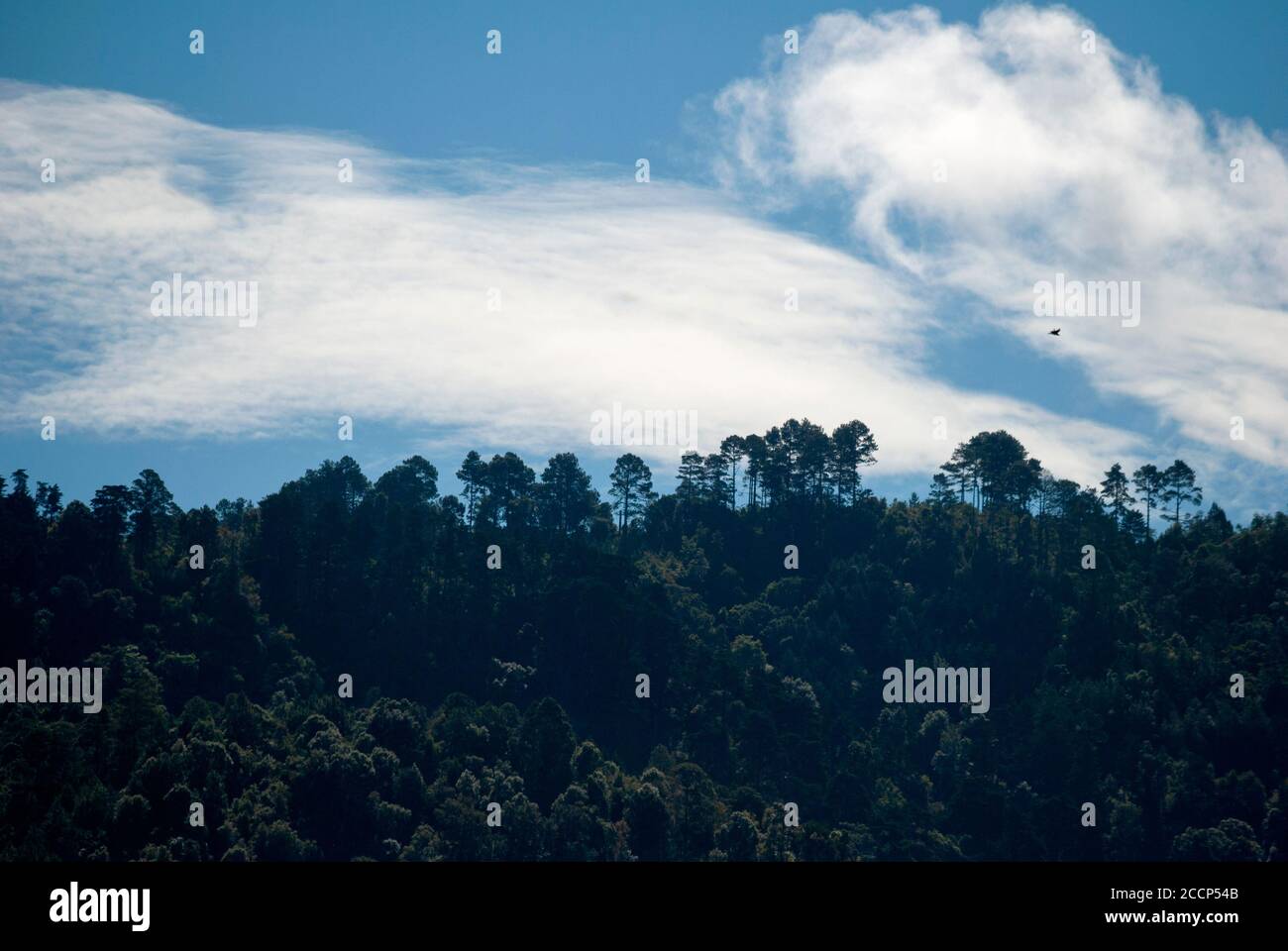 Aerial view of dense tropical cloud forest in Central America ...