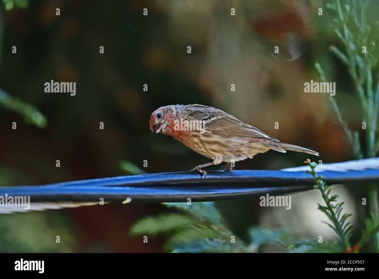 Haemorhous mexicanus aka House Finch Stock Photo - Alamy