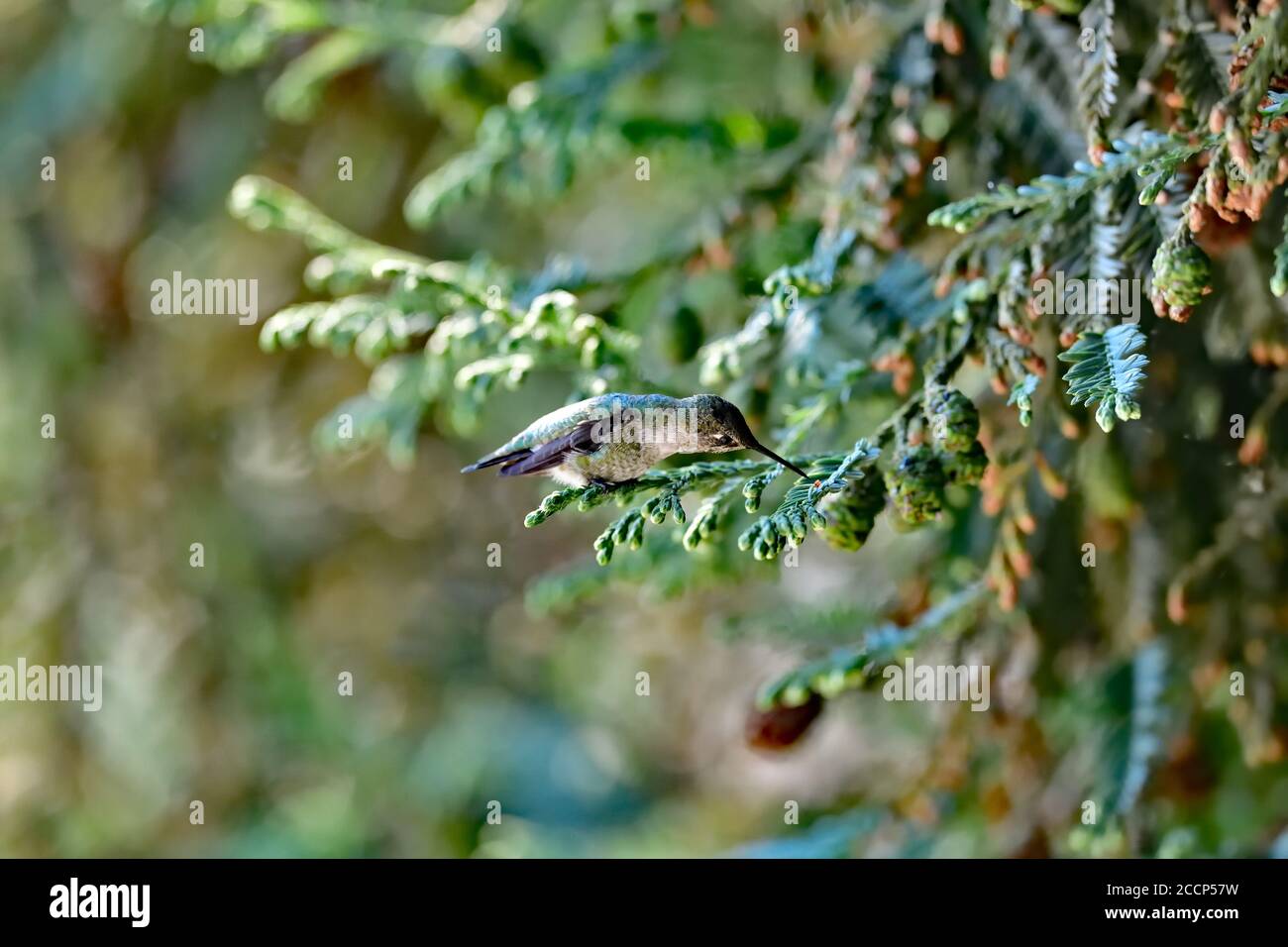 Calypte anna aka Anna's Hummingbird Stock Photo - Alamy