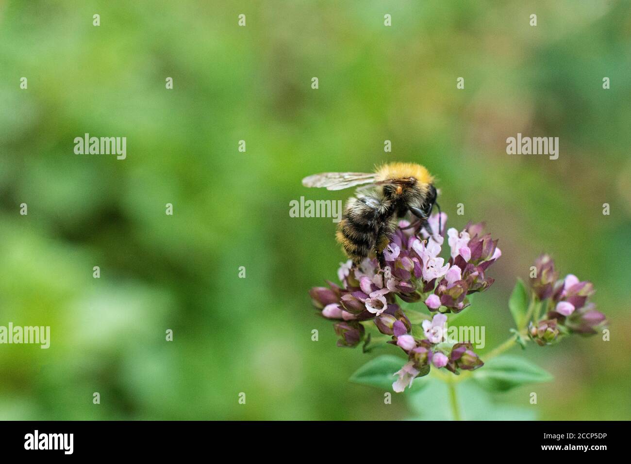 The bee collects pollen for honey from the Oregano plant Stock Photo ...