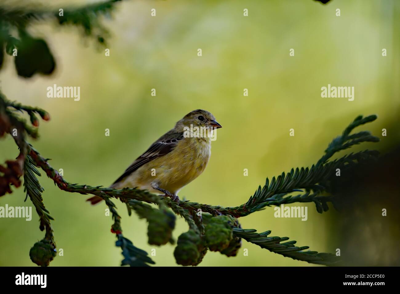 Spinus psaltria aka Lesser Goldfinch Stock Photo - Alamy