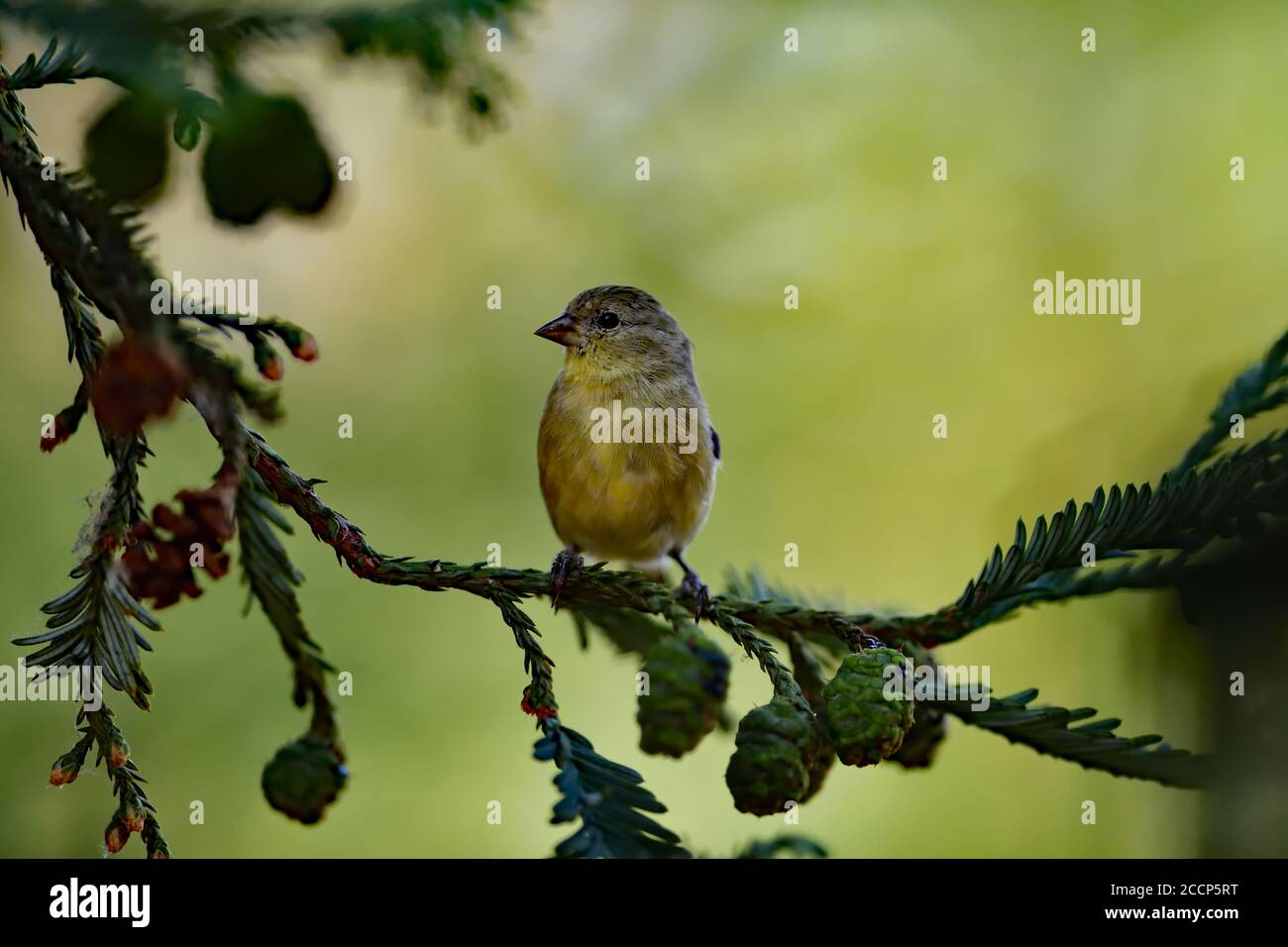Spinus psaltria aka Lesser Goldfinch Stock Photo - Alamy