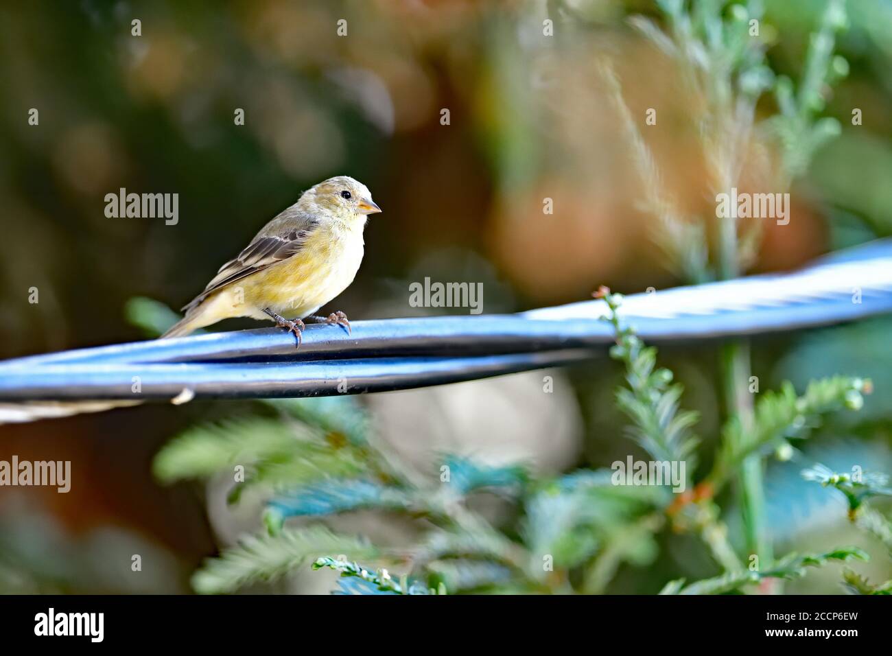 Spinus psaltria aka Lesser Goldfinch Stock Photo - Alamy