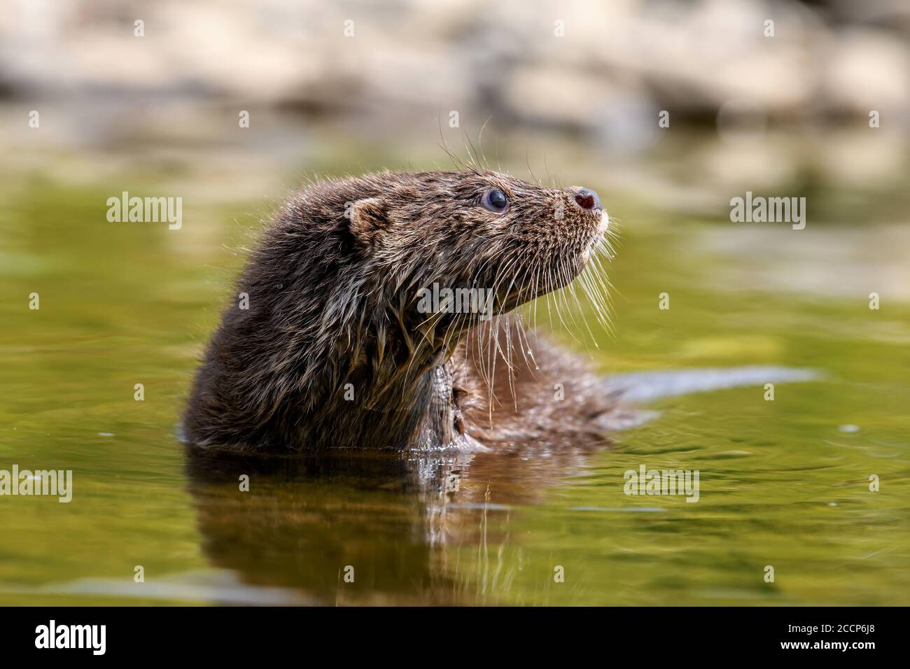 Lutra in nature habitat. Portrait of water predator. Animal from the ...