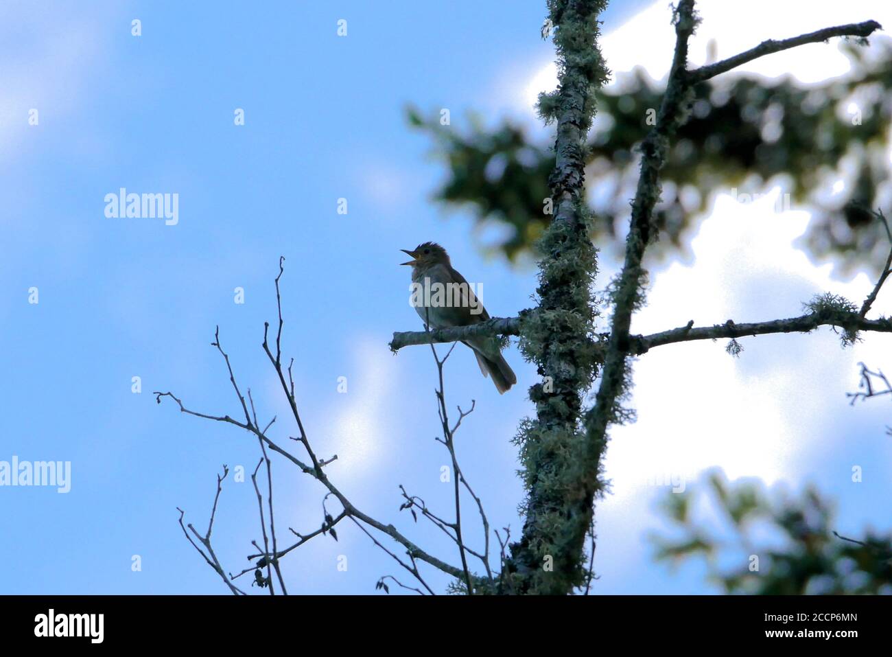 Swainson's Thrush Singing in a tree with blue skies behind Stock Photo ...