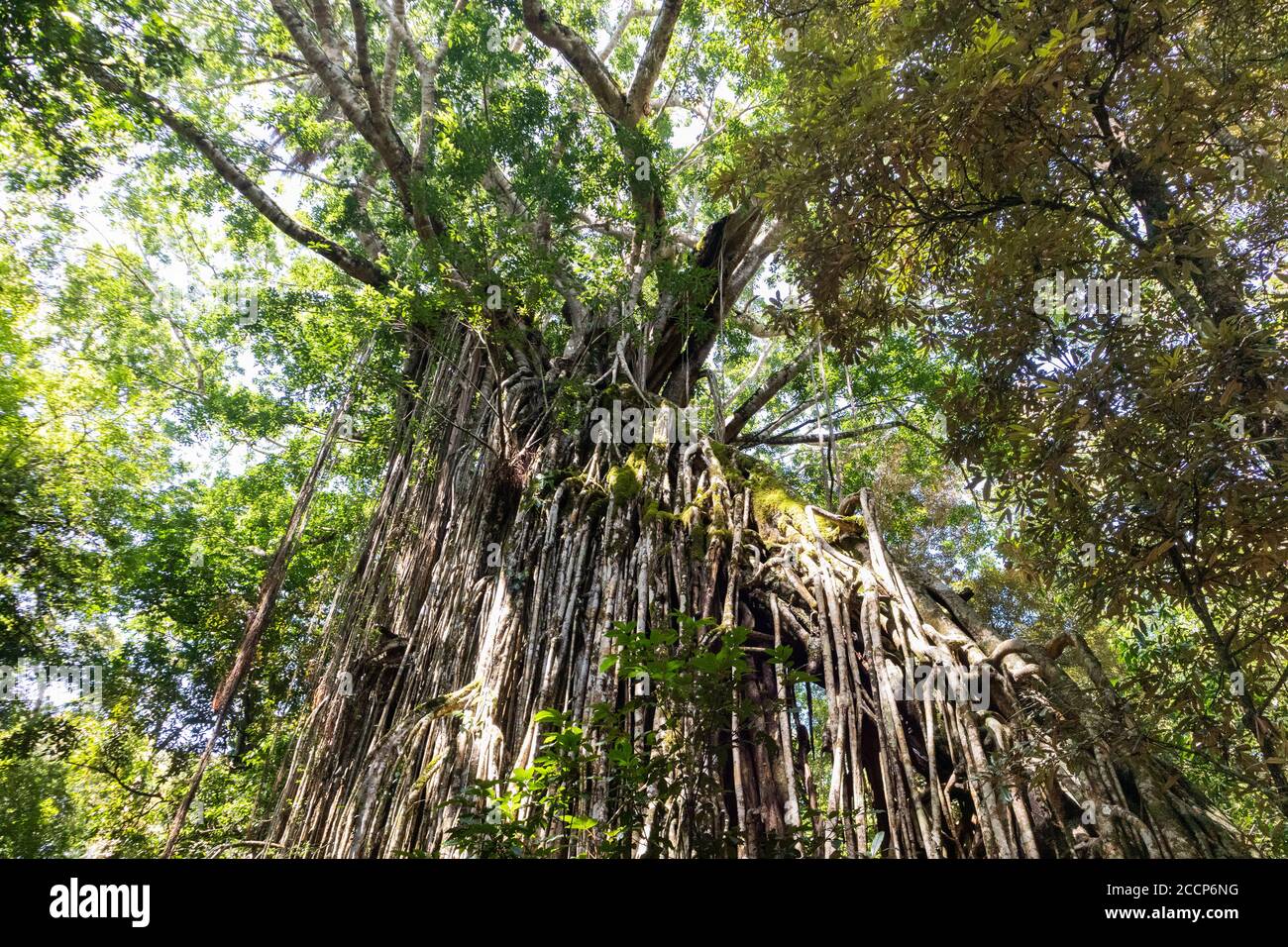 Curtain fig tree with aerial roots growing from top to ground. Filtered ...