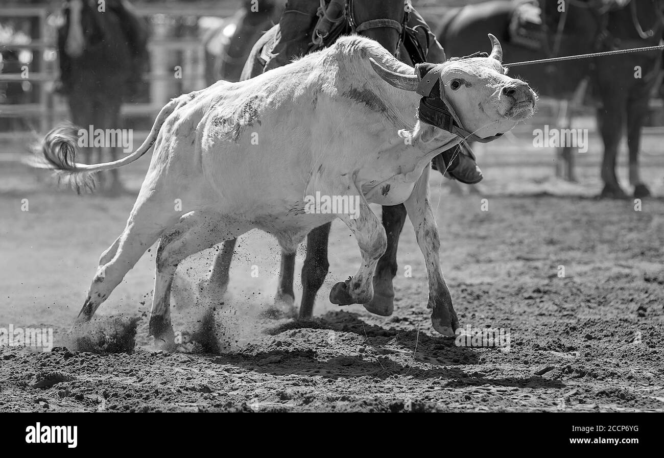 Team calf roping Black and White Stock Photos & Images - Alamy