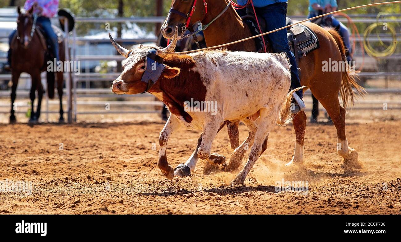 Calf being lassoed in a team calf roping event by cowboys at a country ...