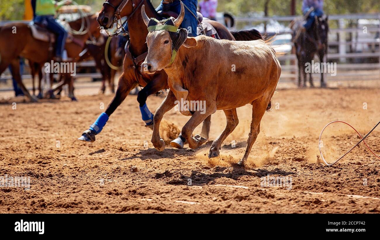Calf being lassoed in a team calf roping event by cowboys at a country ...