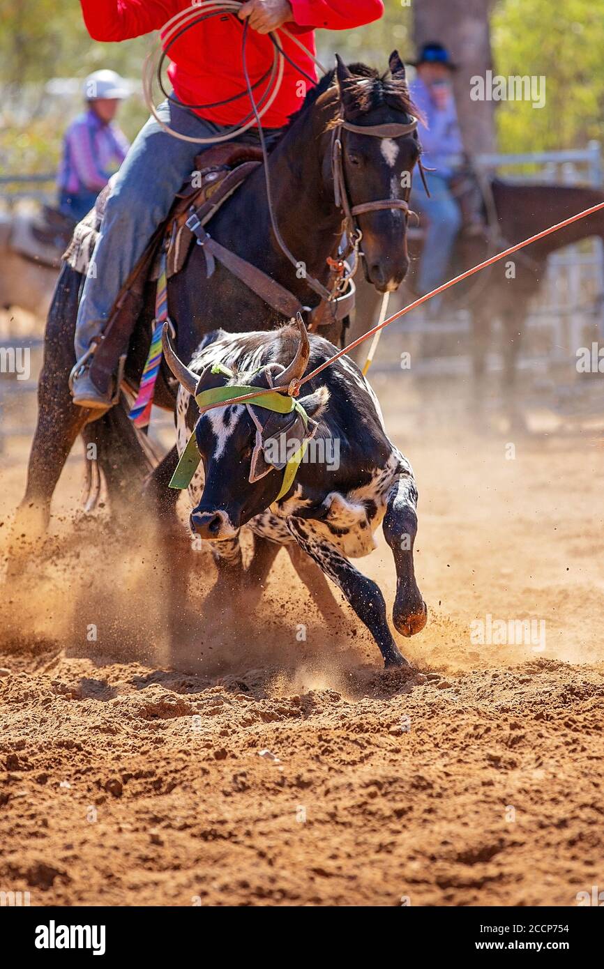 Calf being lassoed in a team calf roping event by cowboys at a country ...