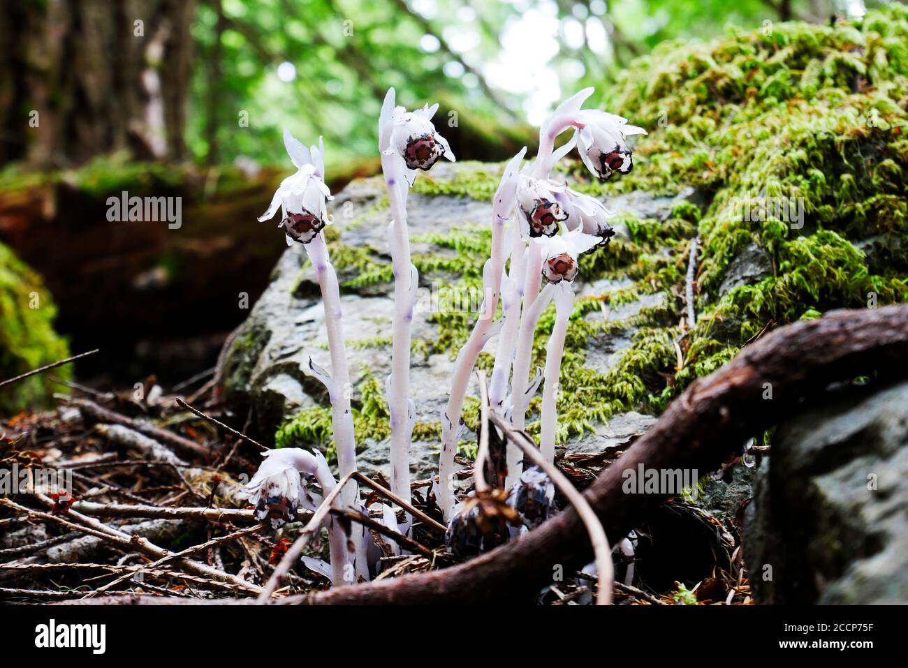 Ghost pipe flower hi-res stock photography and images - Alamy