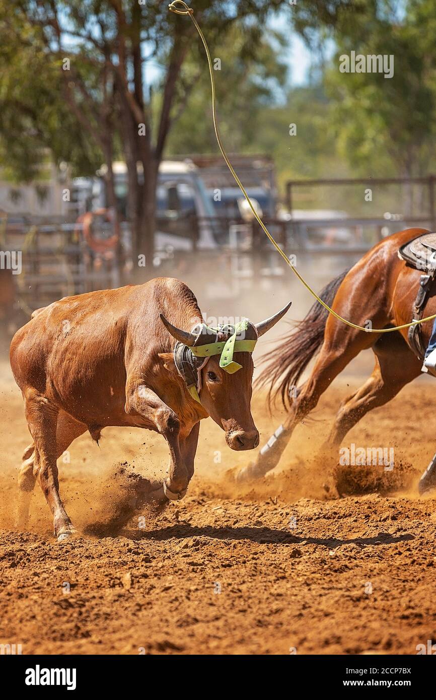 Calf being lassoed in a team calf roping event by cowboys at a country ...
